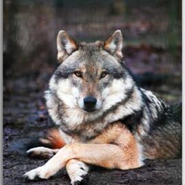 Wolf relax - Danacards